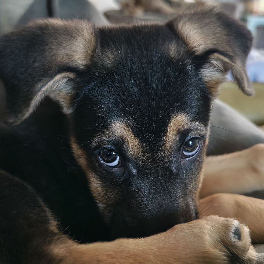 Щенок в добрые руки