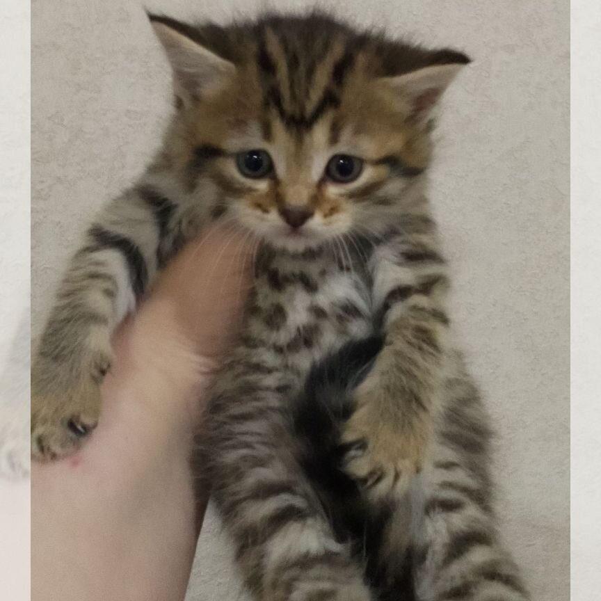 Шотландский прямоухий короткошёрстный котёнок