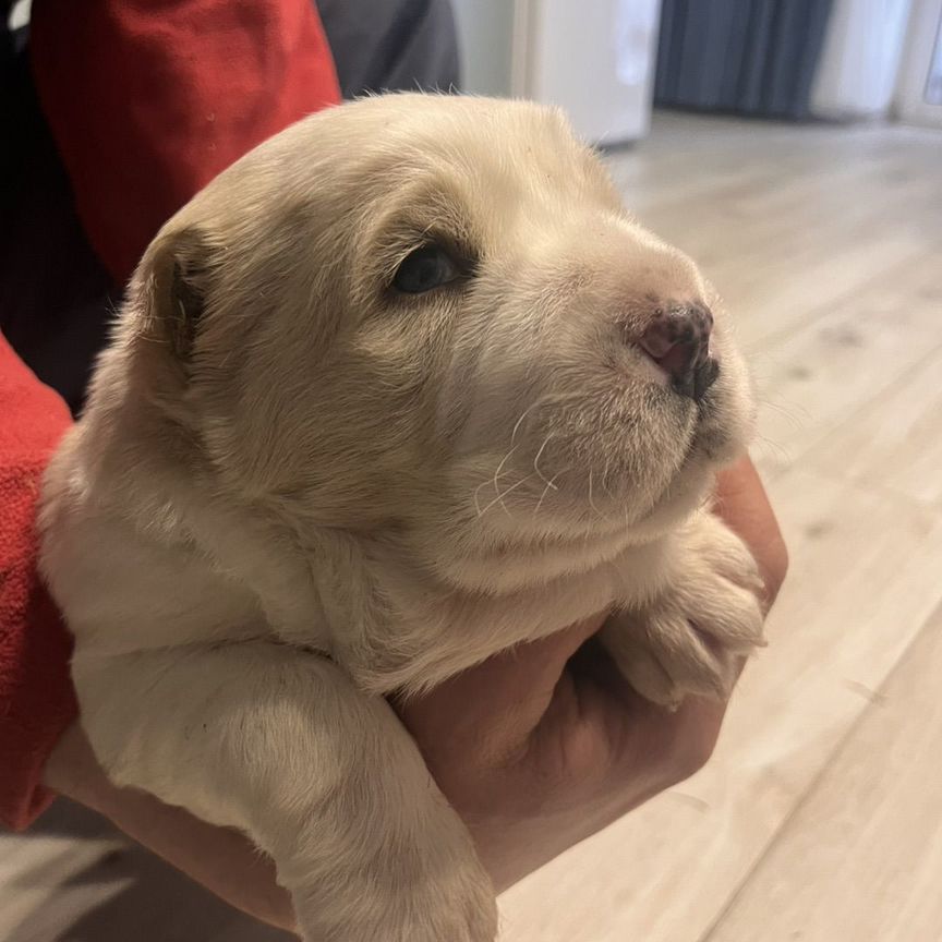 Продам щенков алабая (сао)