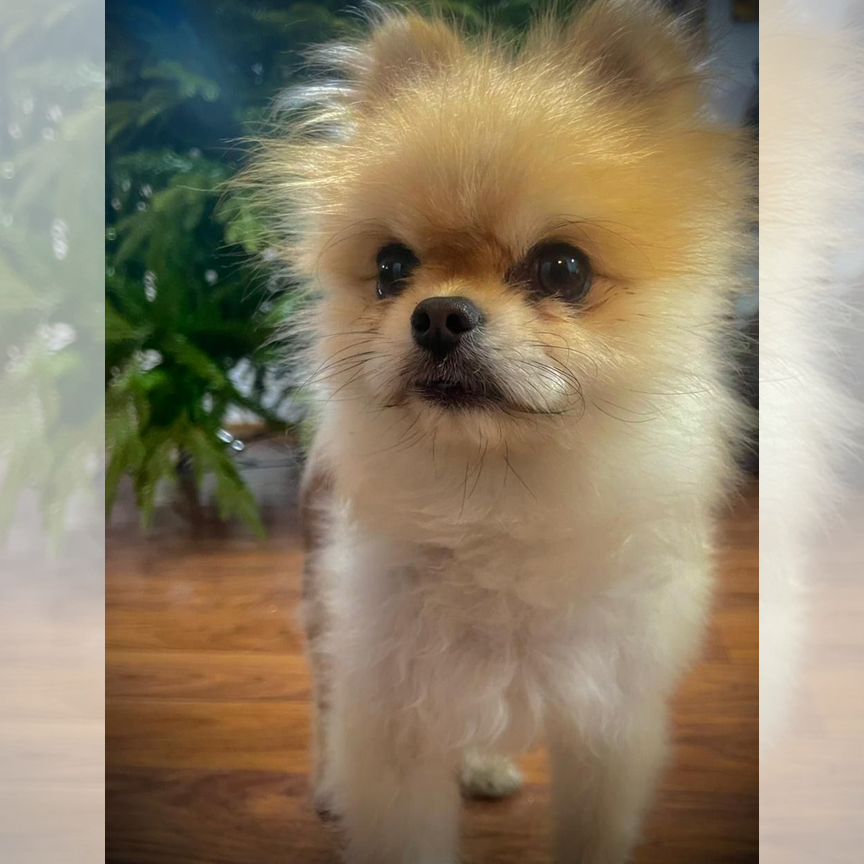 Померанский шпиц, взрослый пёс