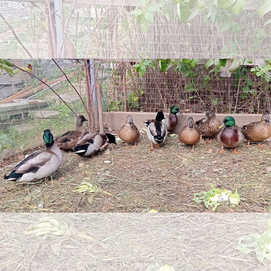 Утки подсадные, породные