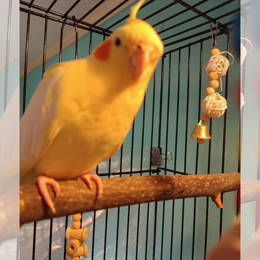 Попугай корелла девочка