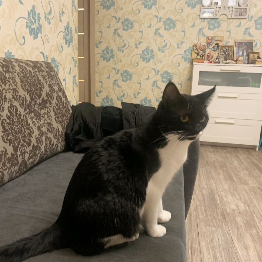 Прекрасный молодой котик