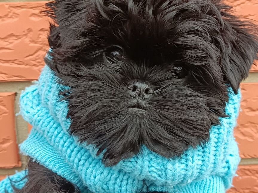 Замечательные щенки аффенпинчера