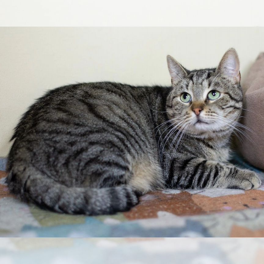 Обаятельный котик Григорий