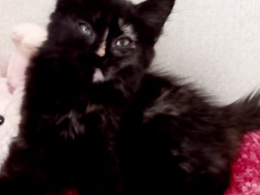 Кошечка-черепашка, 3 мес, приют