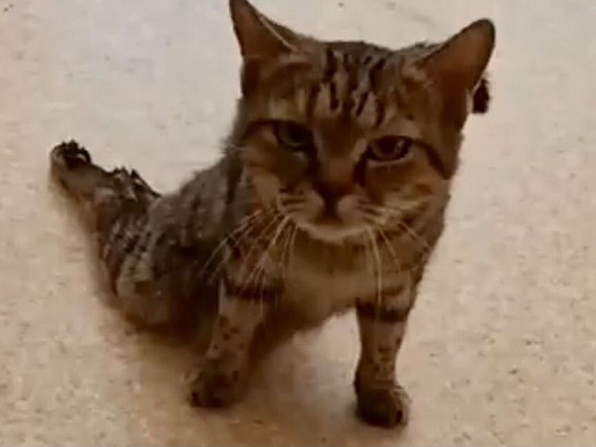 Кошка с Канска