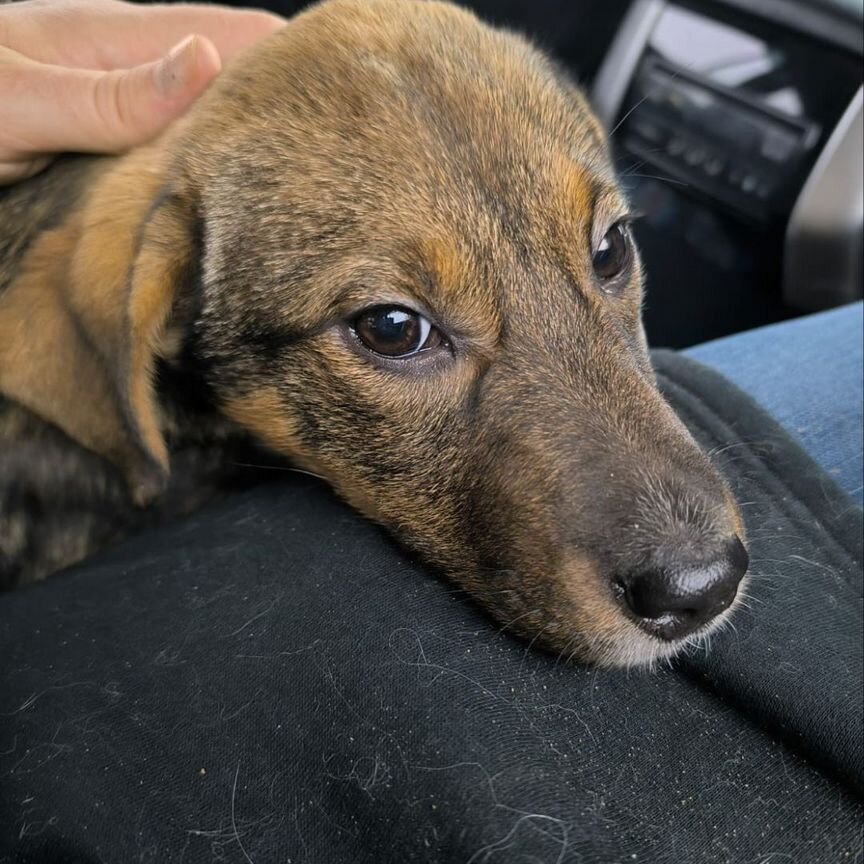 Добрый щенок в заботливые руки