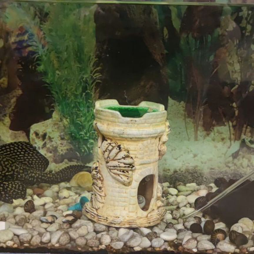 Анциструс - Темный, 15 см