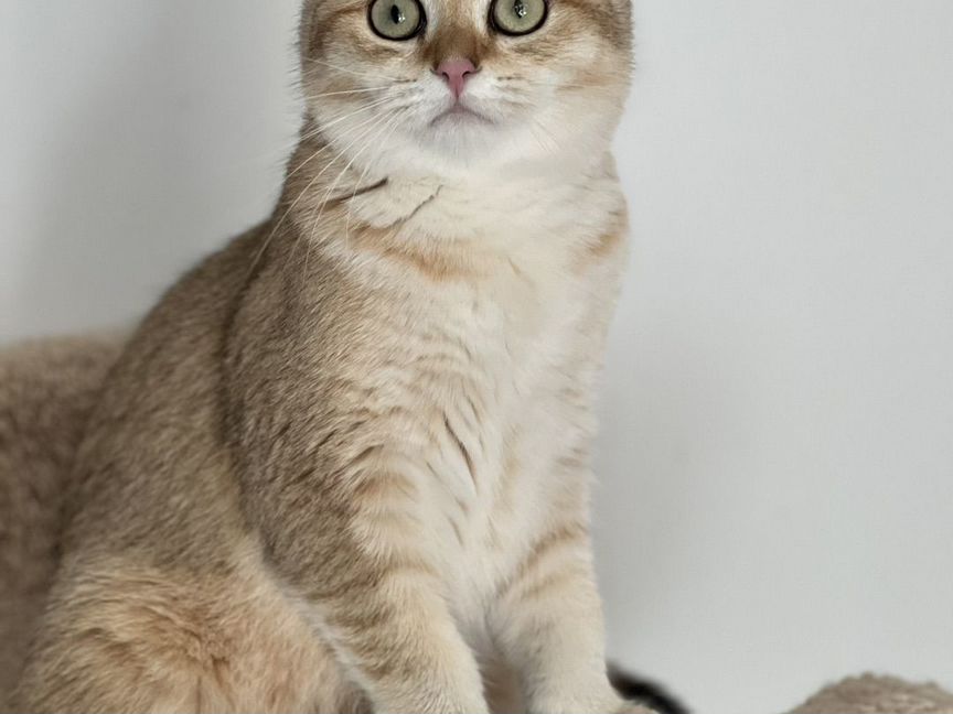 Шотландский котик в окрасе ny11