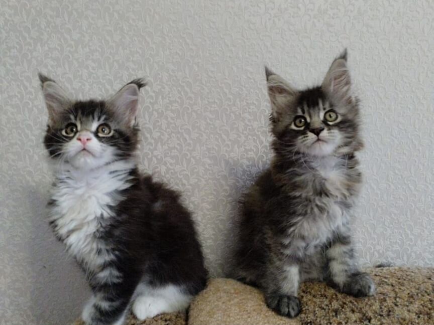 Котята мейн-кун