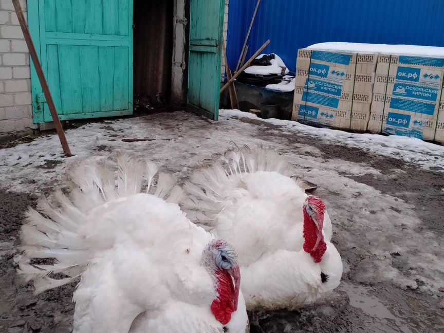 Мясо индюка