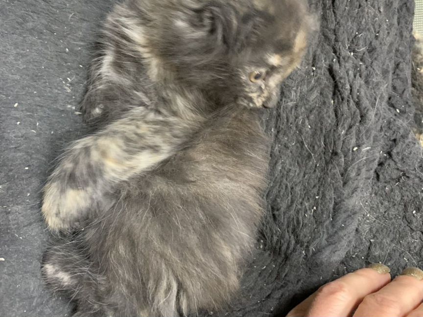 Персидские котята бесплатно