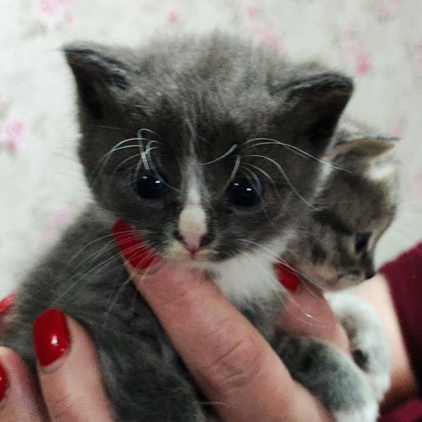 Котёнок в добрые руки