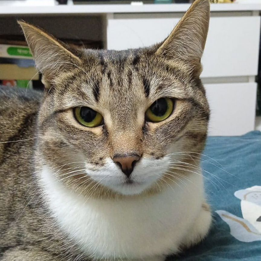 Котейке нужен дом