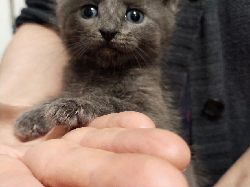 Котенок
