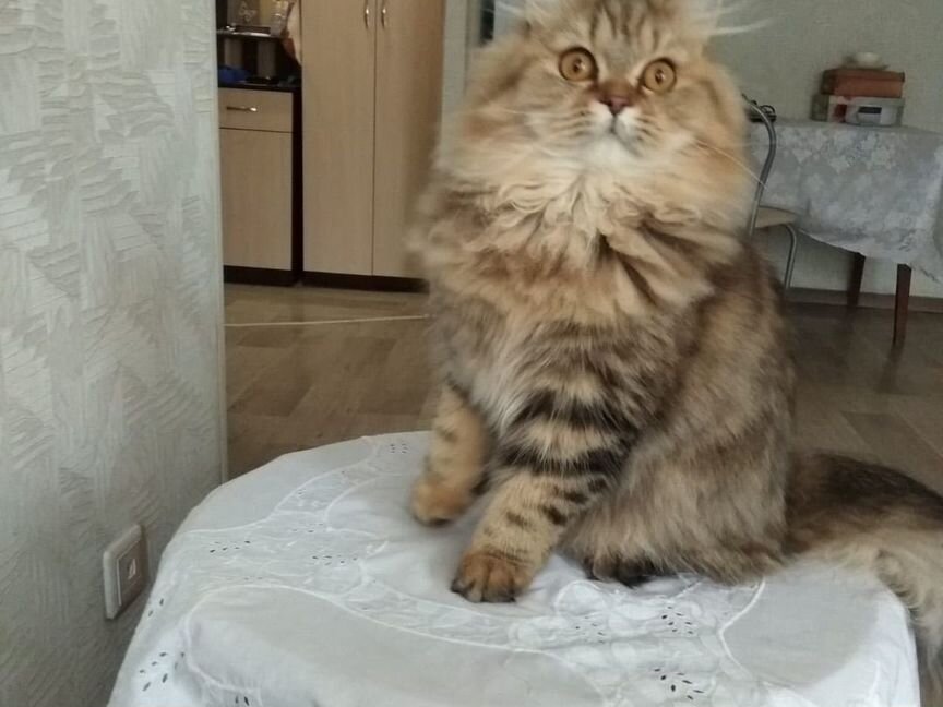 Кошка хайлендер