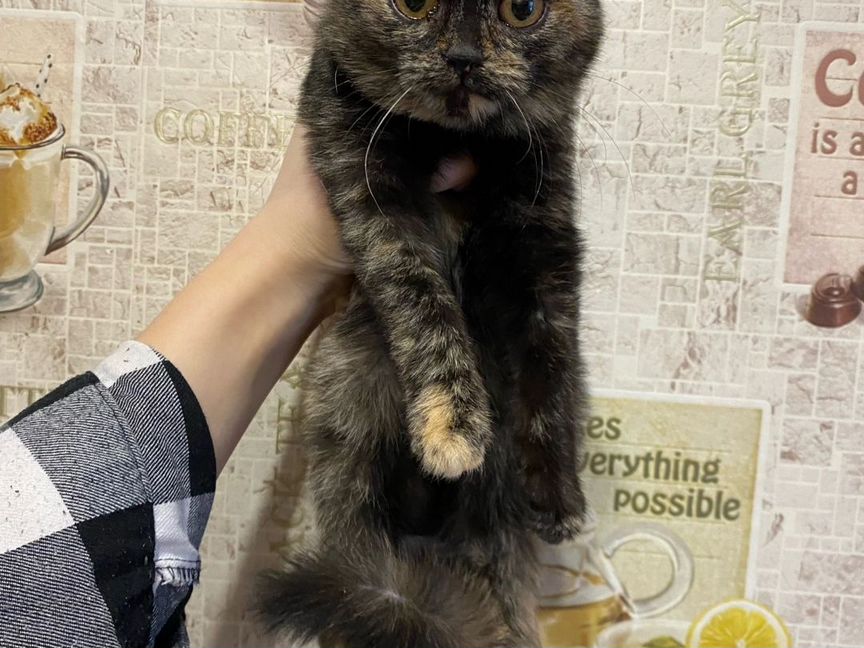Котёнок совушка