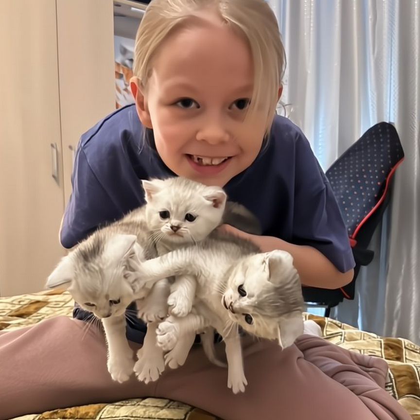 Британский короткошёрстный котёнок