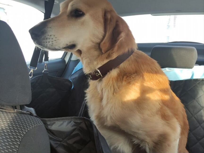 Русская гончая в добрые руки