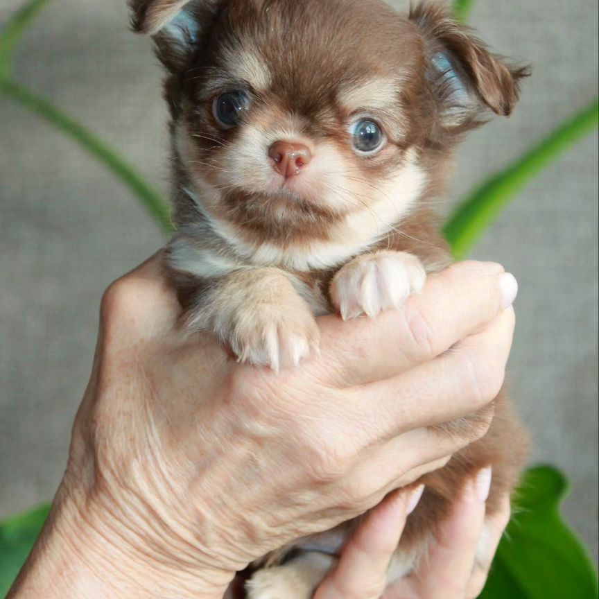 Щенки чихуахуа