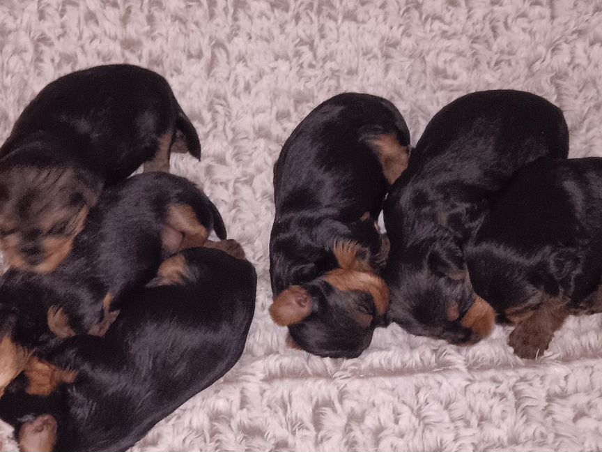 Маленькая собака