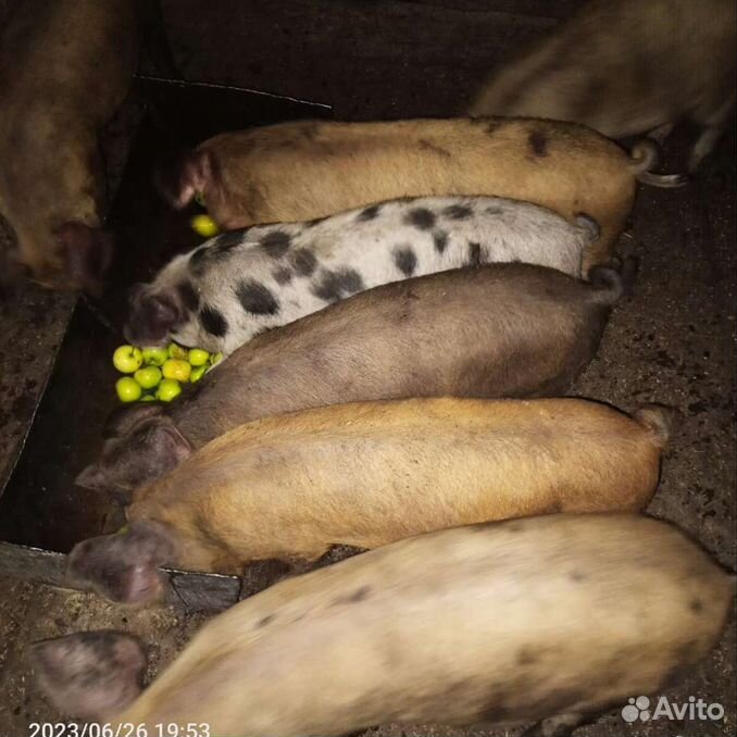 Поросята ландрас и дюрок