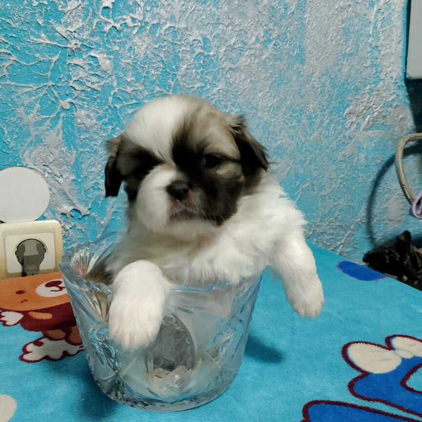 Щенки пекинеса