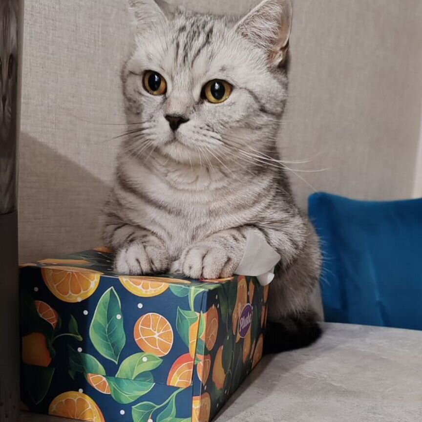 Отдам в добрые руки британскую кошечку