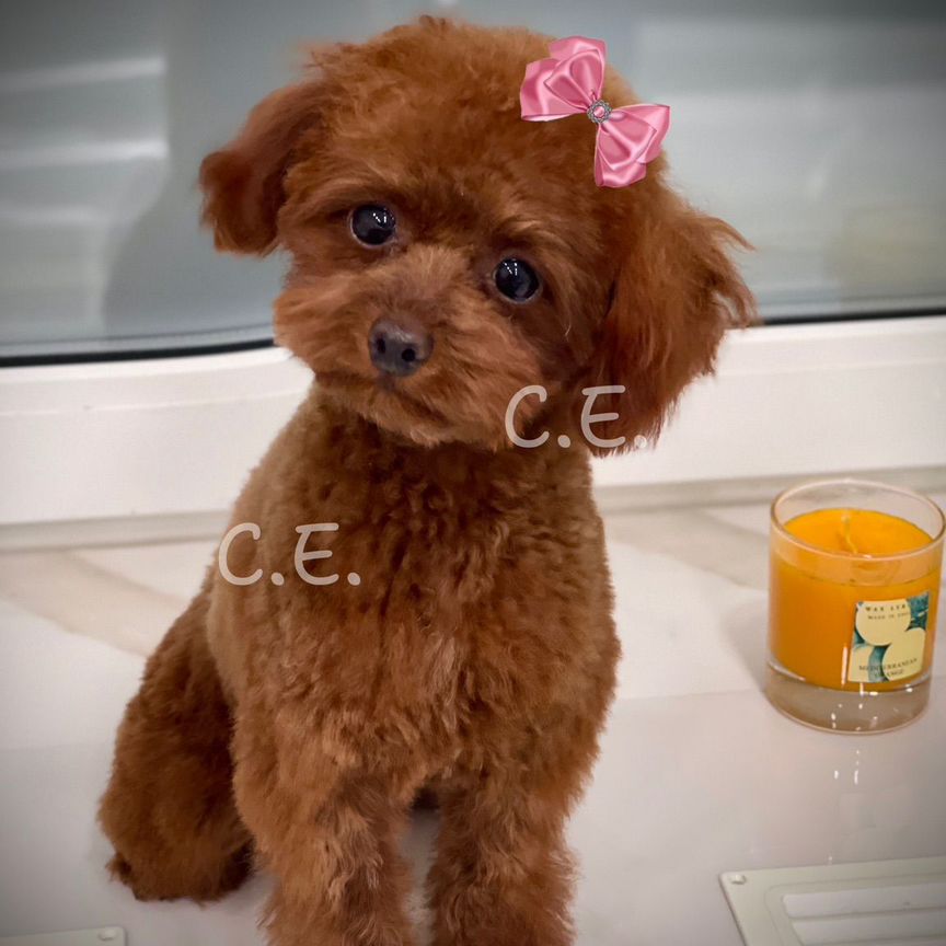 Китайский Тедди пудель