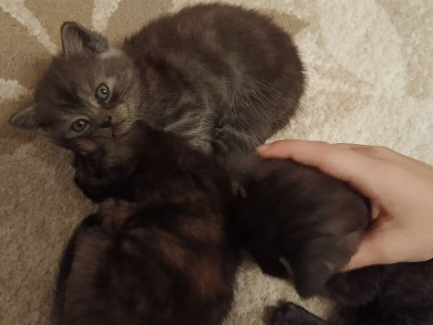 Котята от британочки