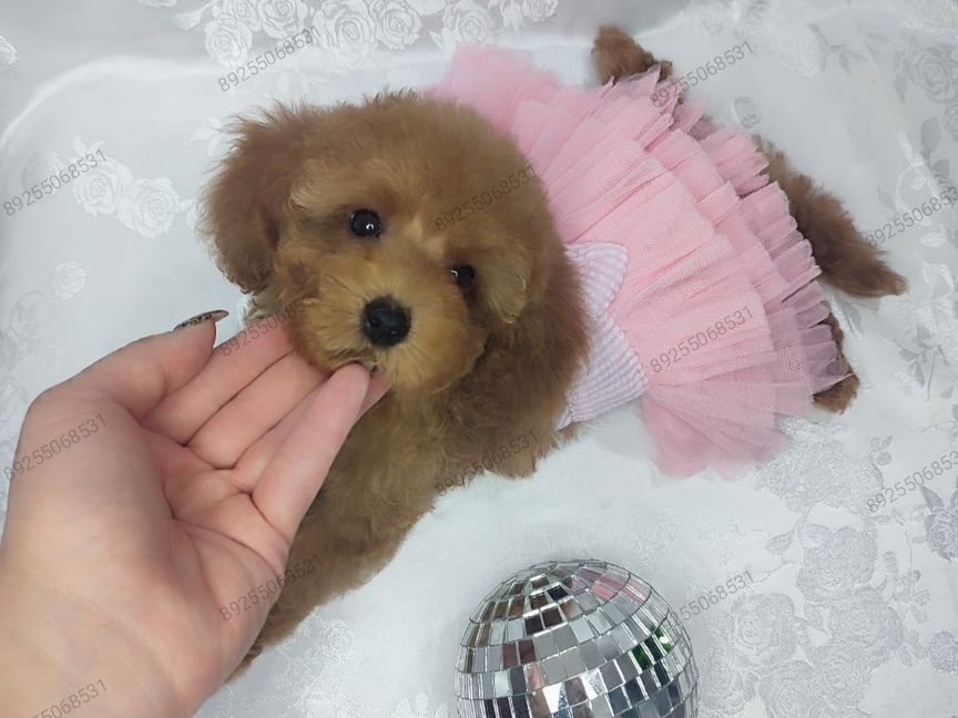 Мальтипу девочка Топ 1