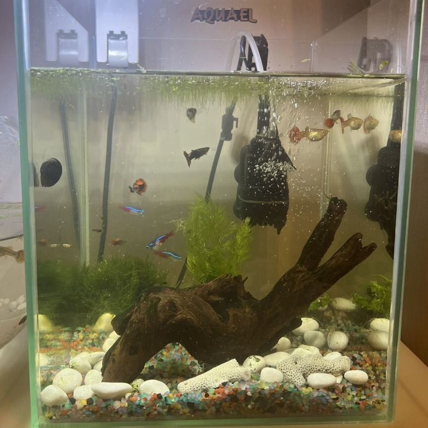 Отдам подросших мальков гуппи. Разные и красивые