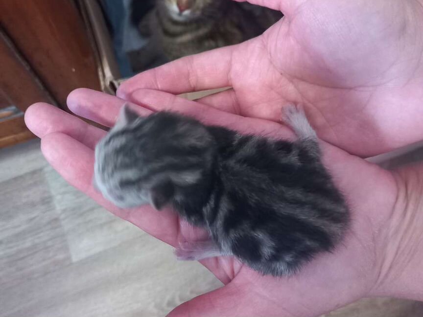 Шотландская кошечка бесплатно
