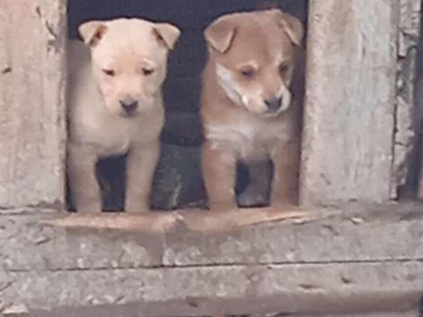 Щенки в добрые руки,мать породистая,две девочки
