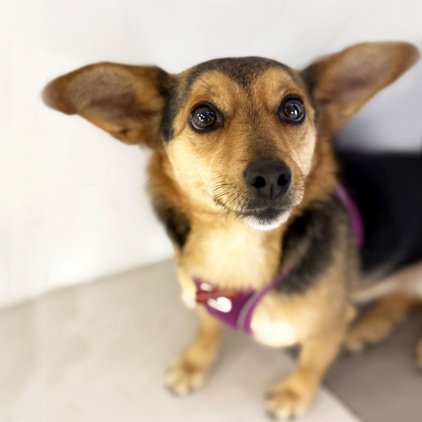 Взрослая собака в добрые руки