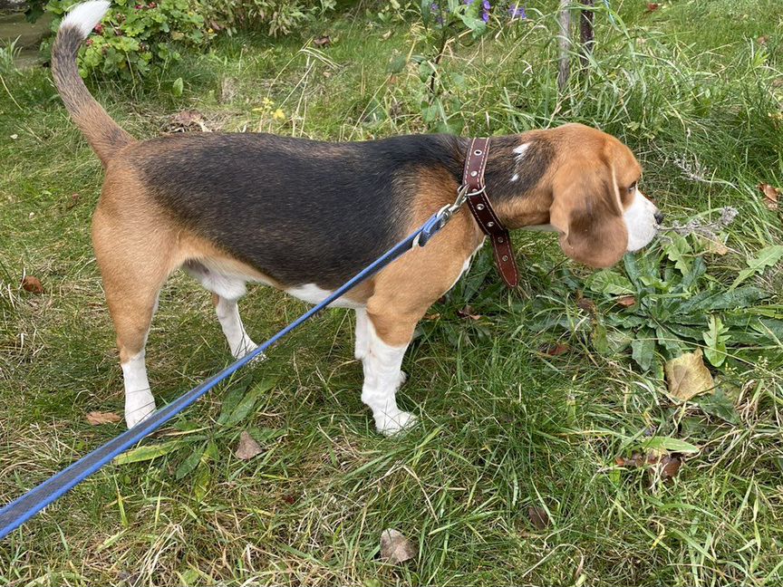 Бигль вязка