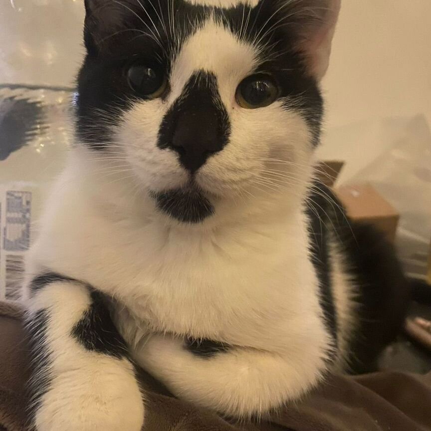 Котик Тима