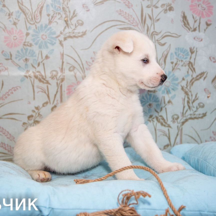 Щенки 3 месяца в добрые руки