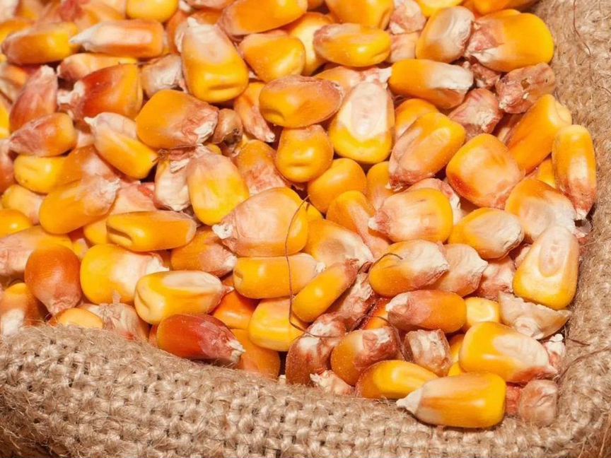 Кормовая кукуруза, Семечко на корм