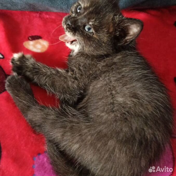 Отдам киску в добрые руки