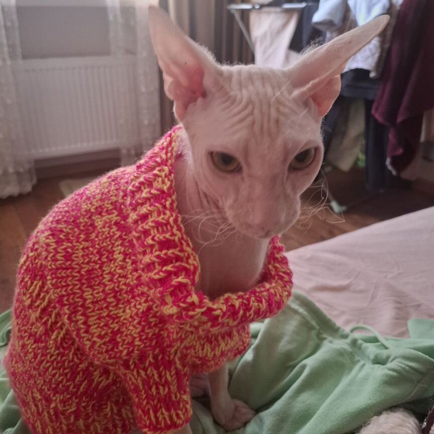 Одежда для животных на заказ