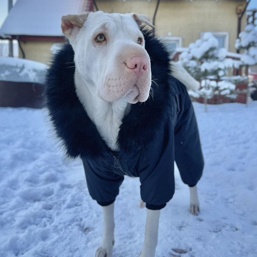 Зимний комбинезон для крупной собаки