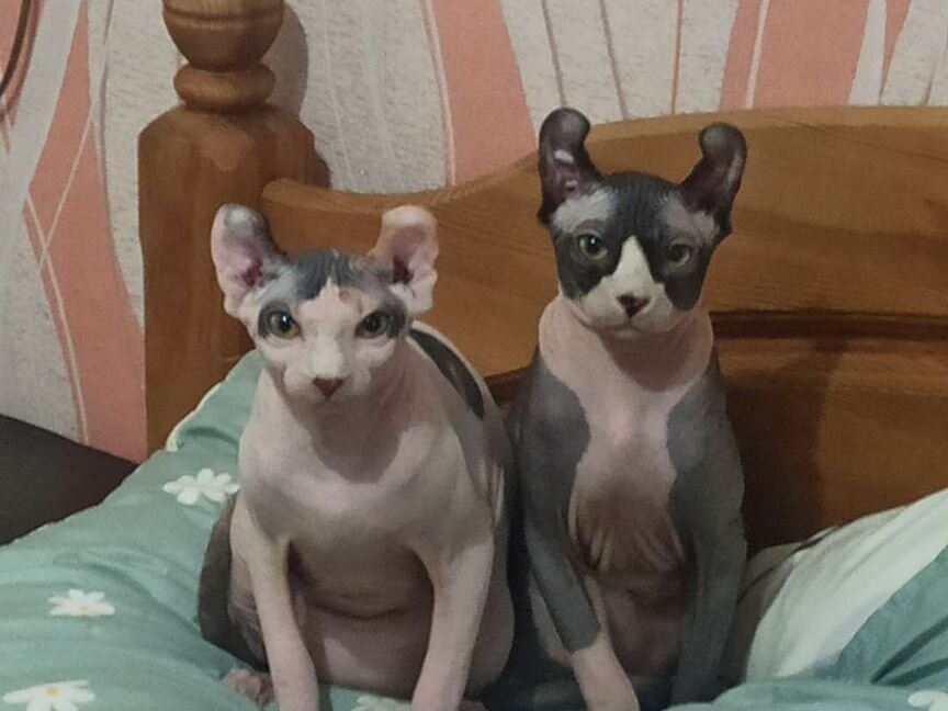 Пара эльфов сфинксов