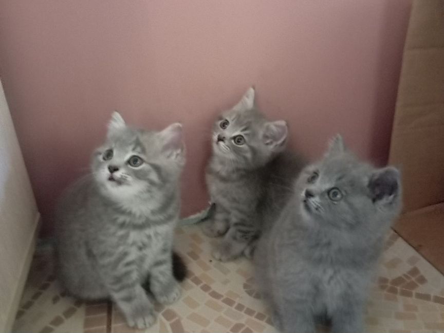 Шотландская