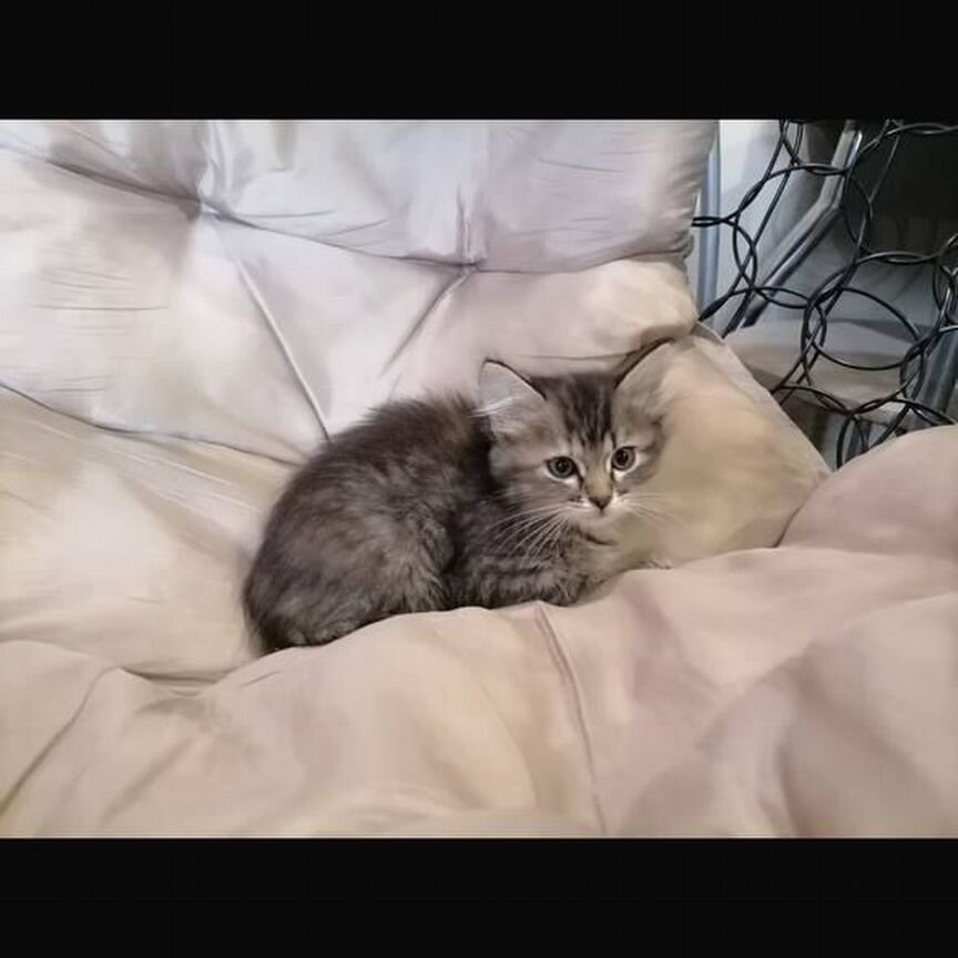 Котят хотят выкинуть обратно на улицу нужен дом
