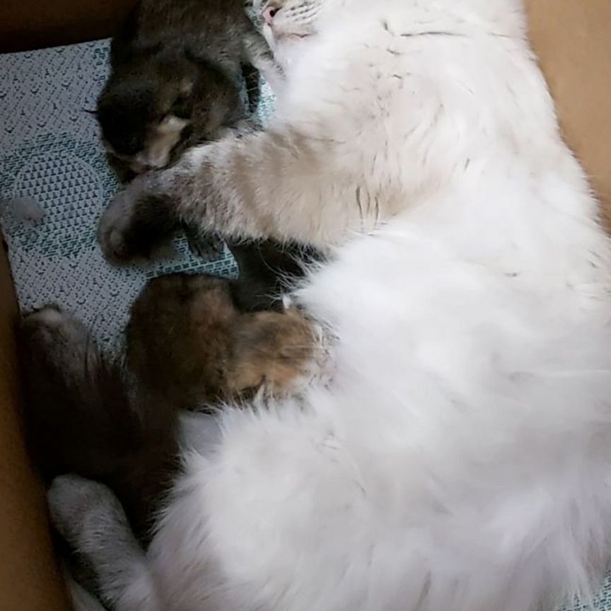 Котята вислоухие