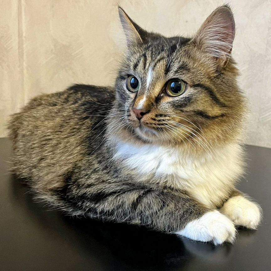 Взрослый кот в добрые руки