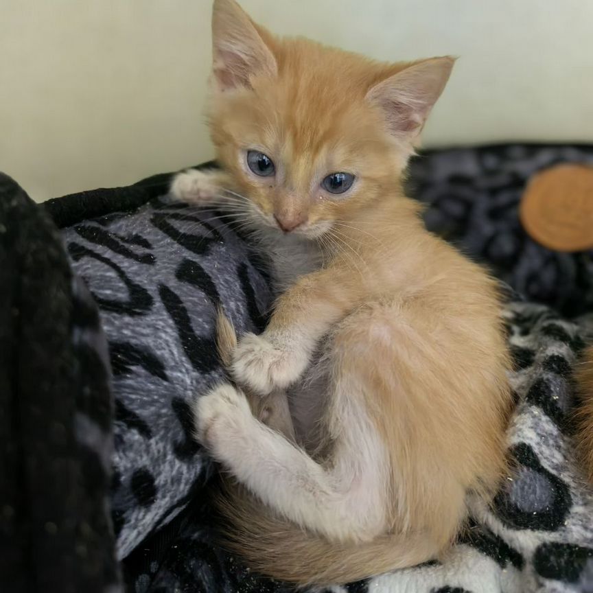 Котёнок в добрые руки