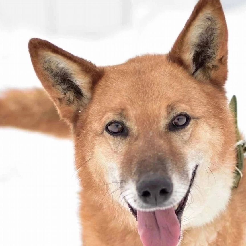 Взрослая собака в добрые руки